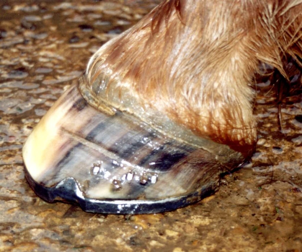 Laminitis in Horses: Risks & Prevention