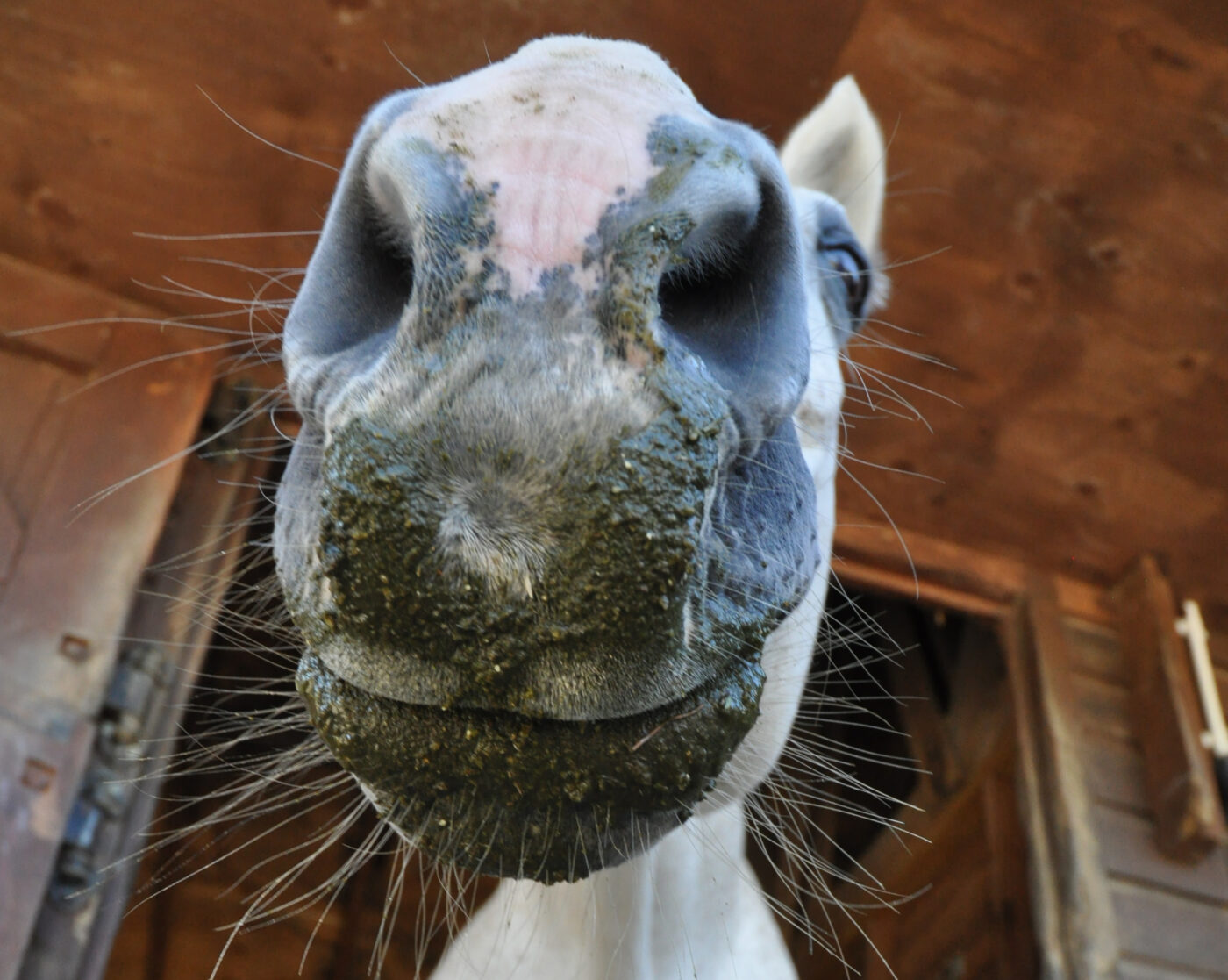 All About Mashes, Bran Mash & High Fibre Mash For Horse