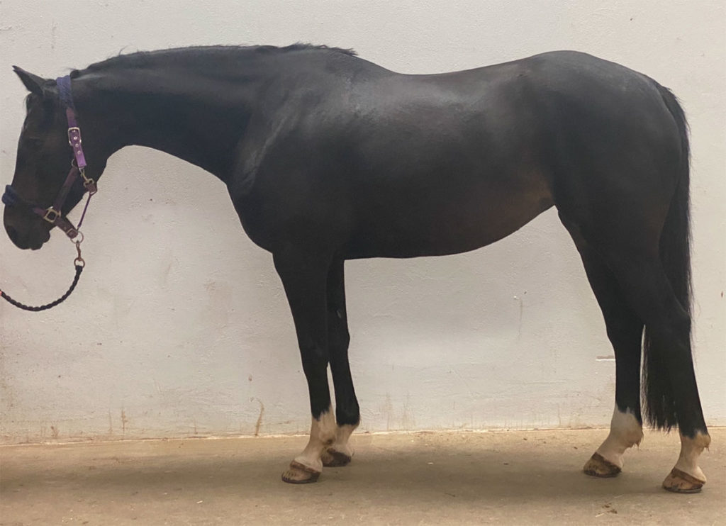 Prada, A Completely Different & Happy Horse ~ Dengie Case Studies