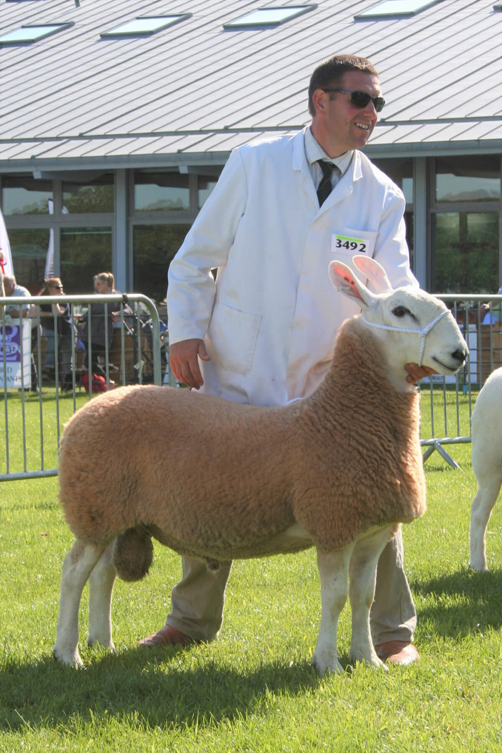 Feeding Sheep, A Guide To What Sheep Feed To Choose