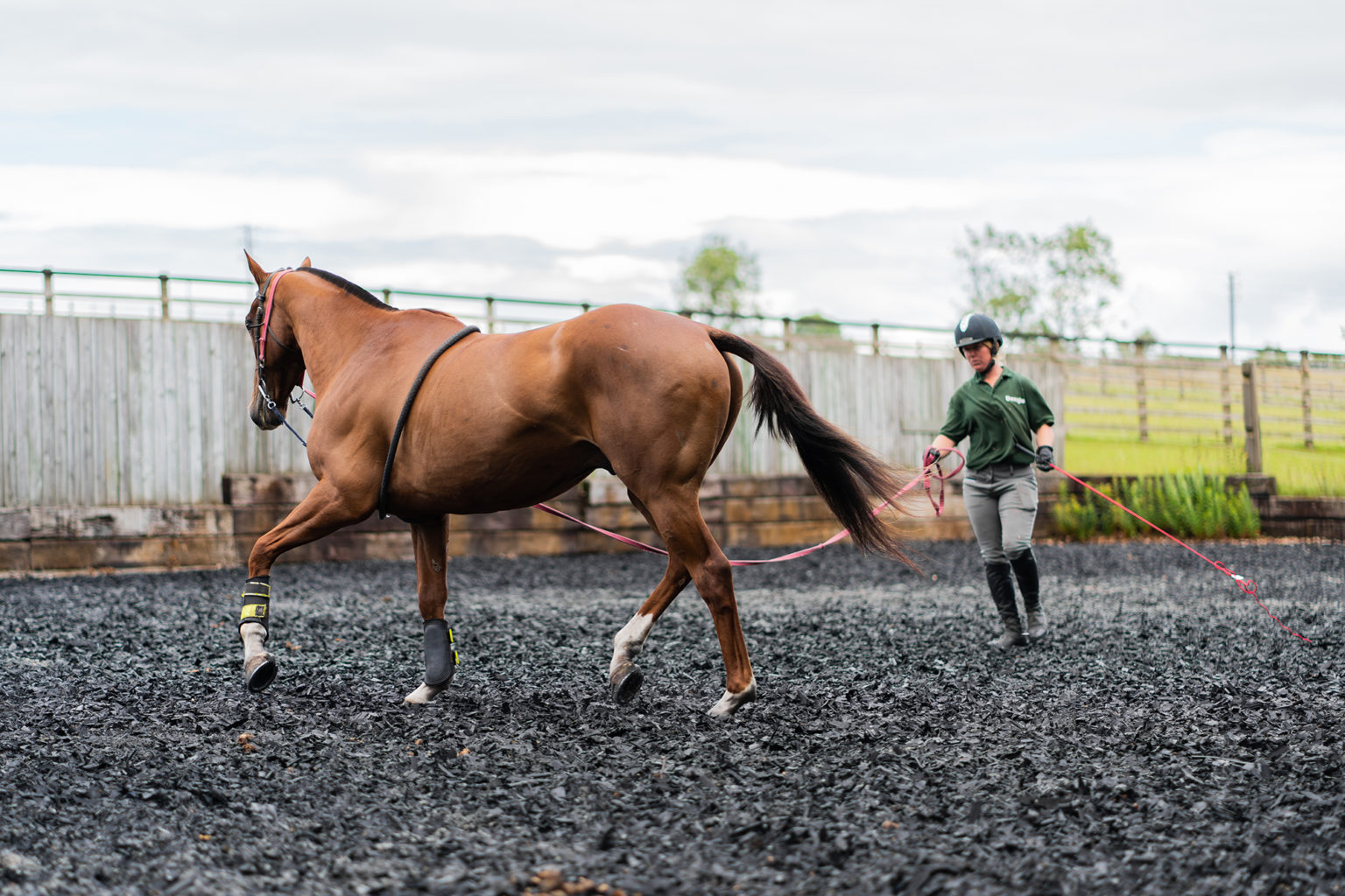 How To Exercise Your Horse Without Riding